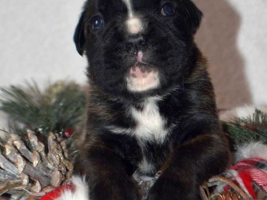 Щенки боксера тигрового окраса