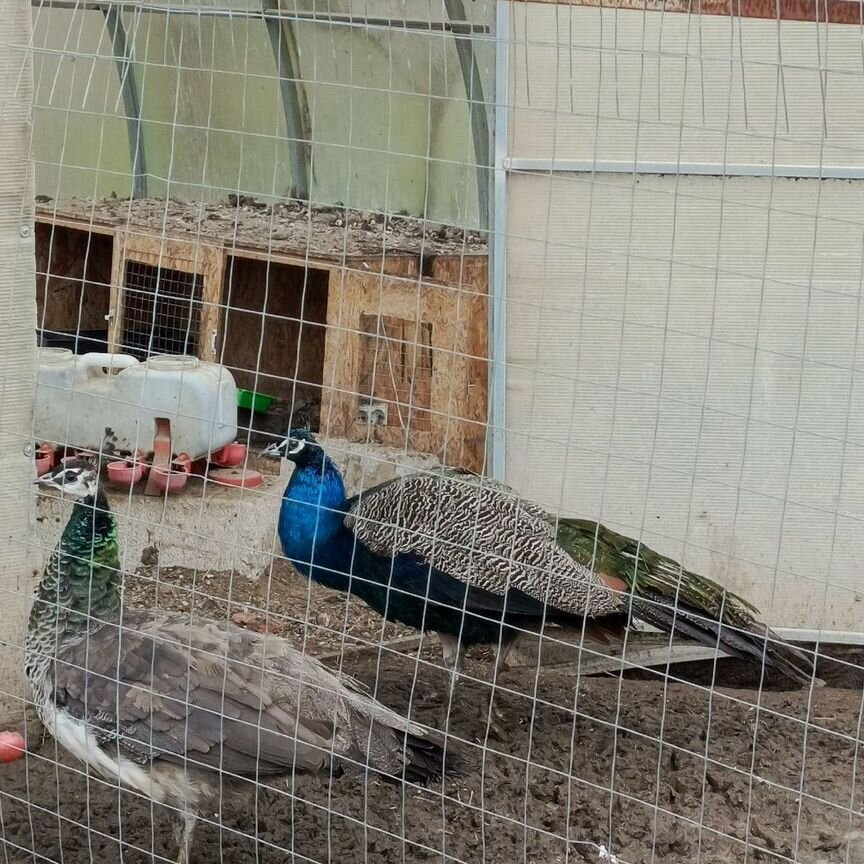 Индийские павлины