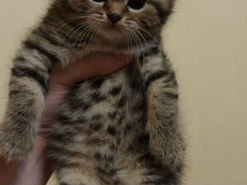 Шотландские вислоухие котята