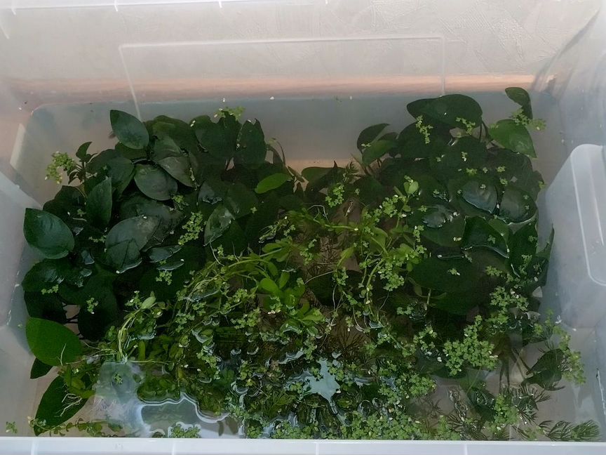 Анубиас аквариумный