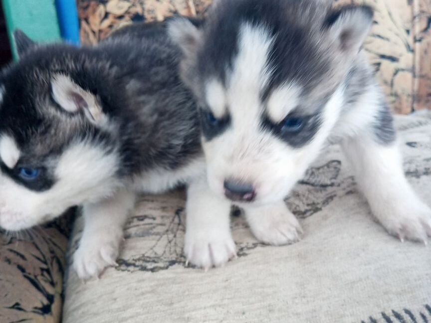 Щенки сибирской хаски2 мальчика