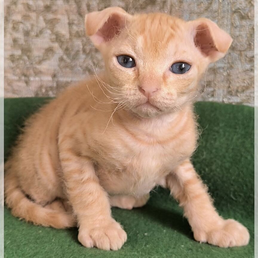Котята Левкой чистопородные