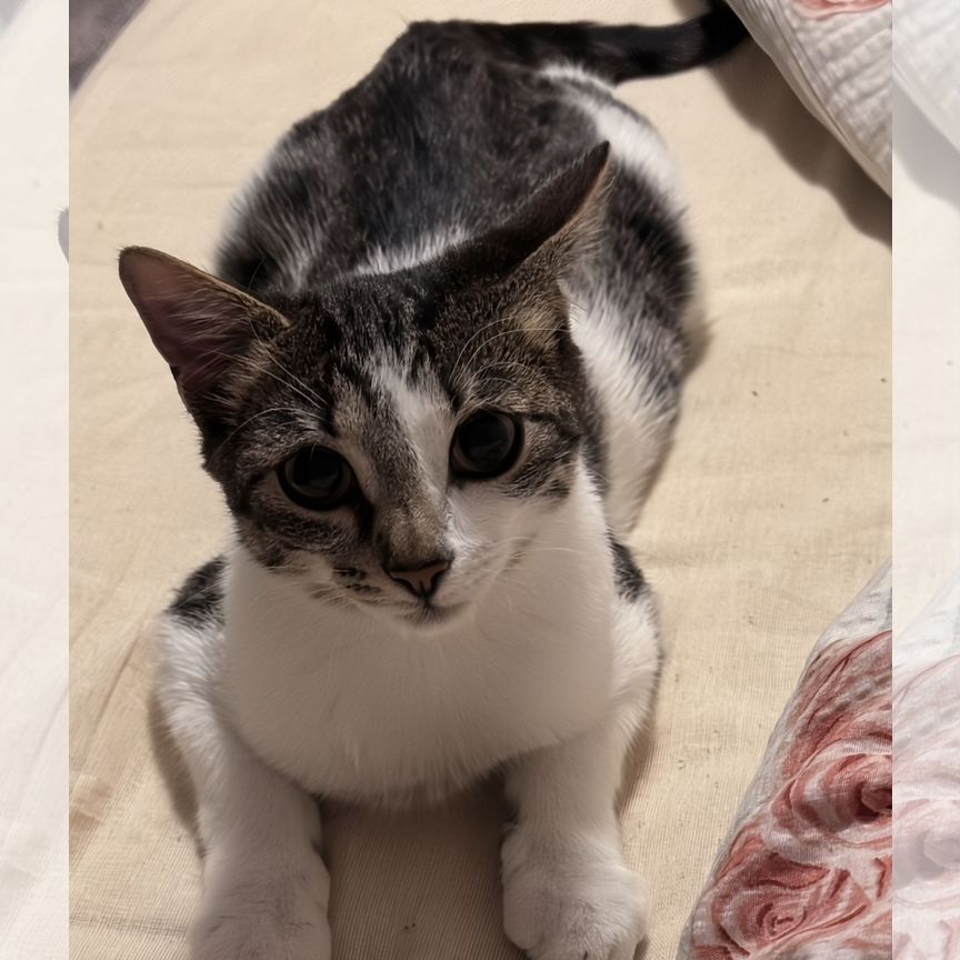 Эгейский котёнок