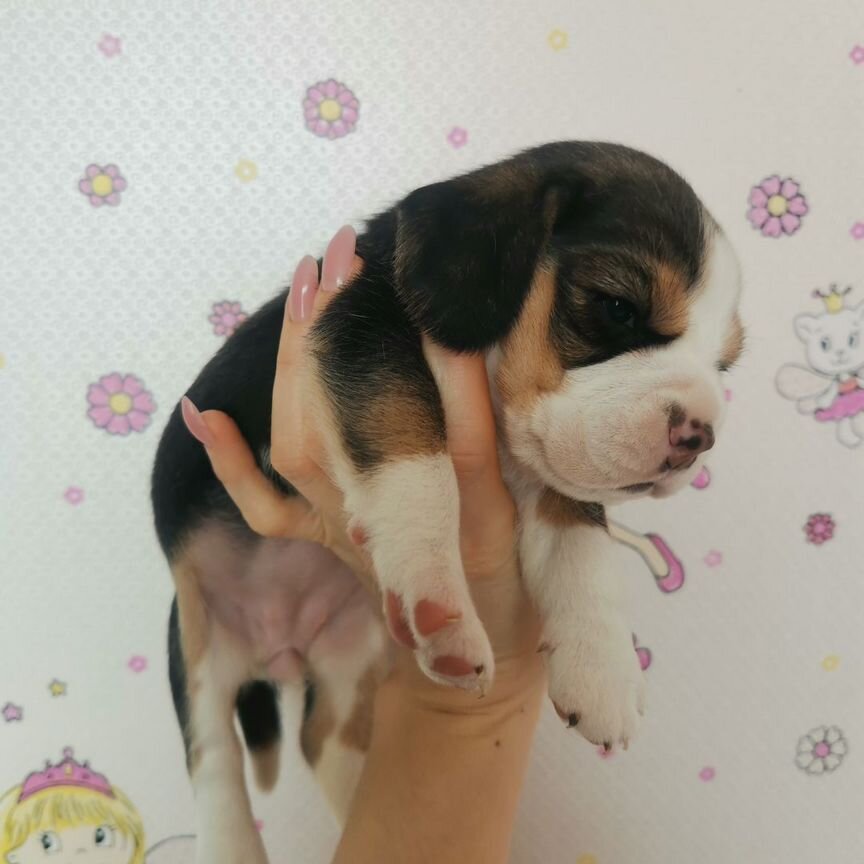 Щенок бигль девочка шоу класса