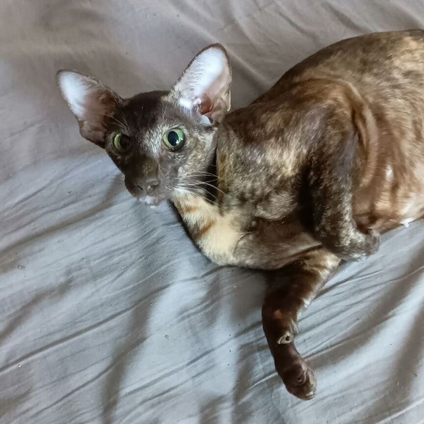 Ориентальная кошка