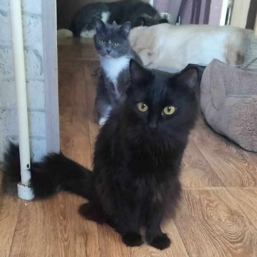 Взрослая, кошка в добрые руки