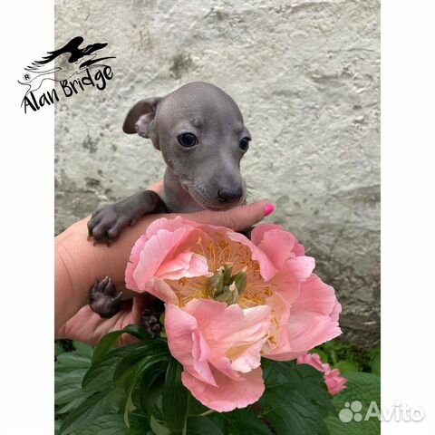 Левретка щенок