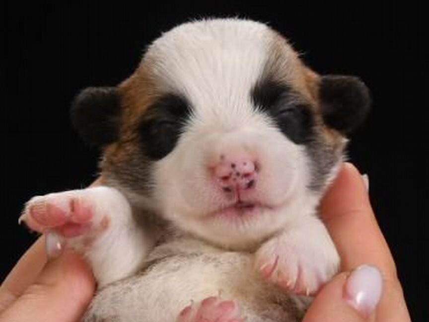 Вельш-корги пемброк щенки