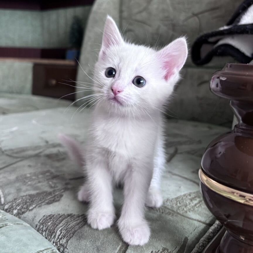 Котята мейн-кун бесплатно