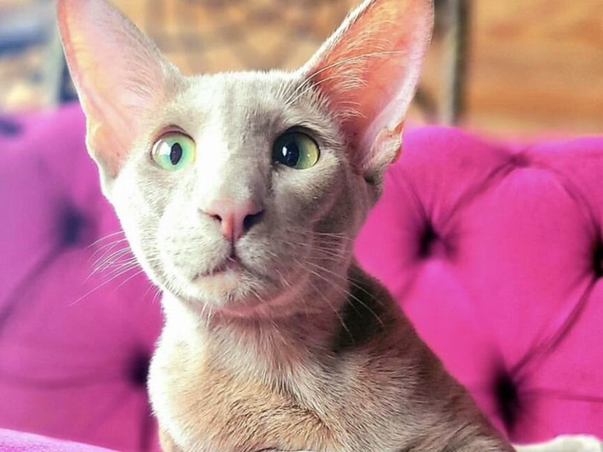 Котята ориенталы под бронь