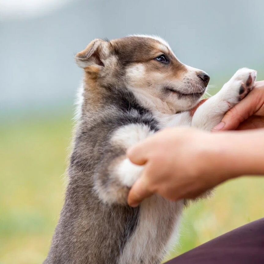 Щенок Айка, 1,5 мес. Лайка/Хаска. Бесплатно