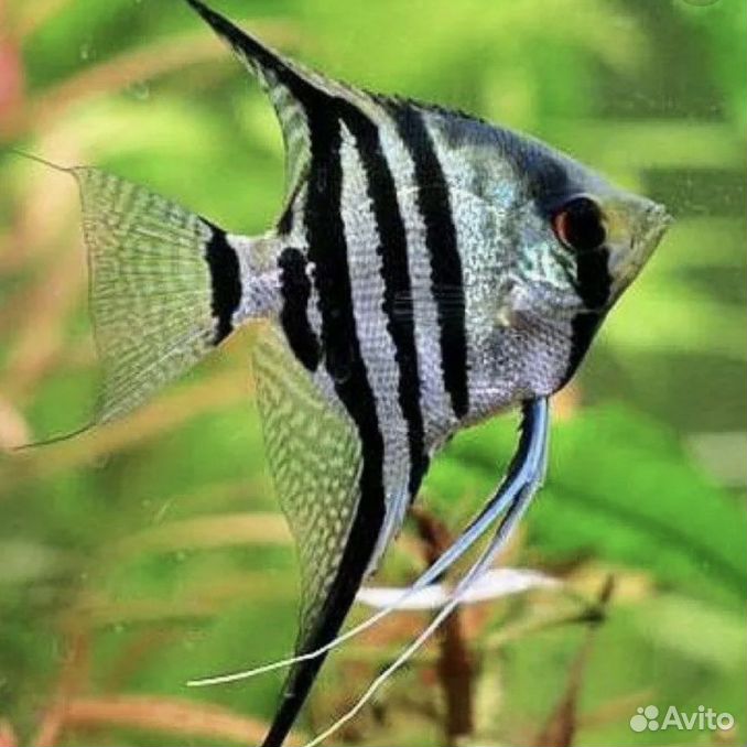 Рыба сколяти