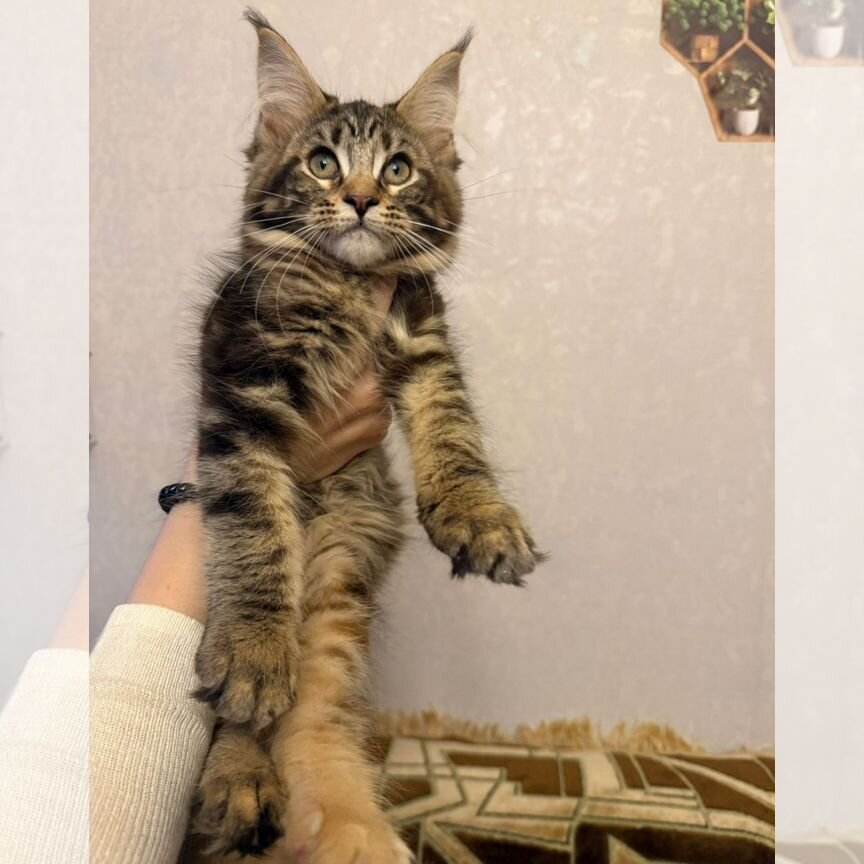 Мейн-кун котёнок