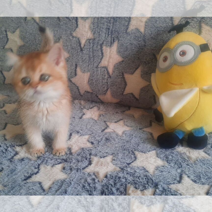 Милашки
