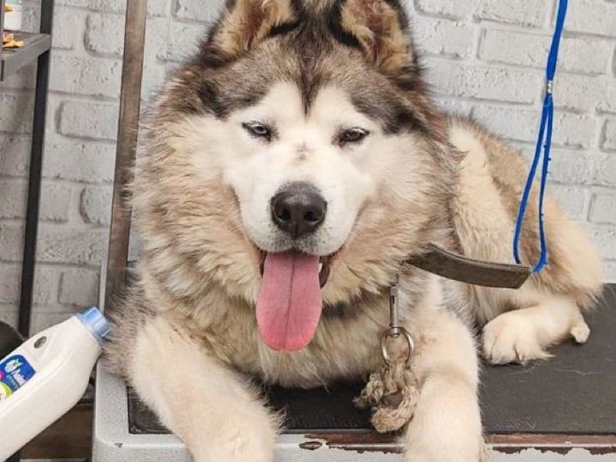 Аляскинский маламут