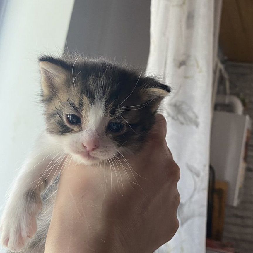Котёнок в добрые руки