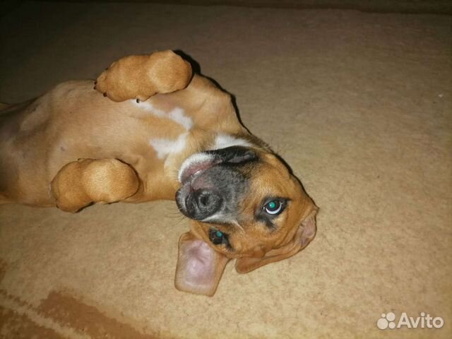 Стаффордширский терьер