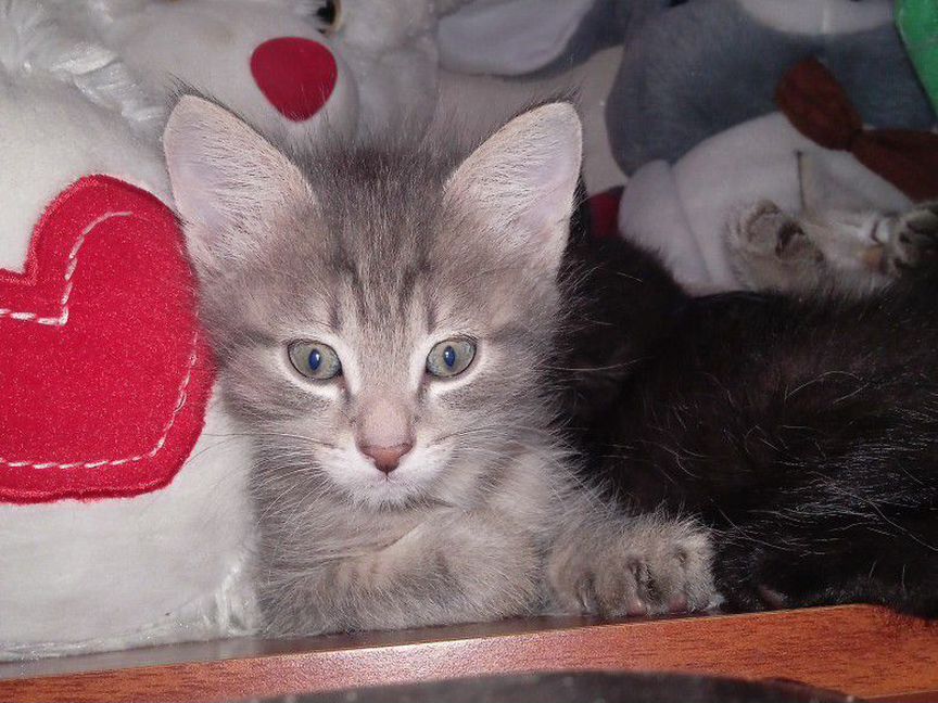 Раздаются котята,приучины к лотку,едят всё