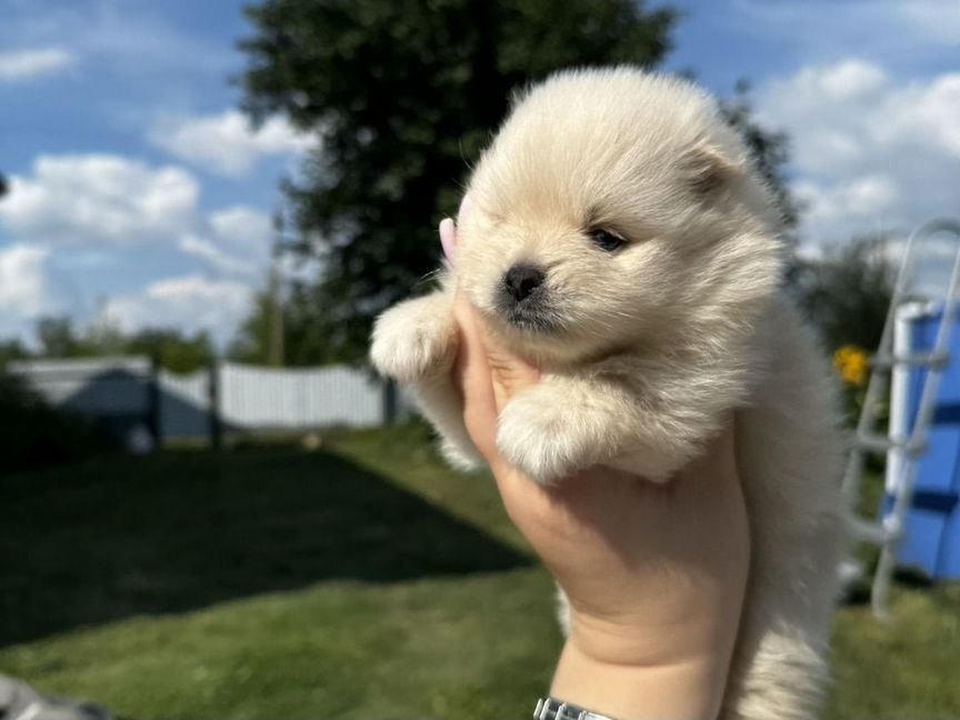 Померанский шпиц