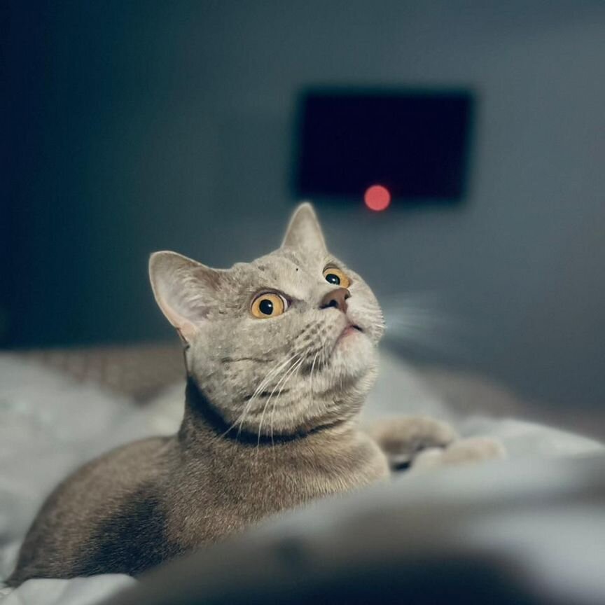 Отдам бесплатно