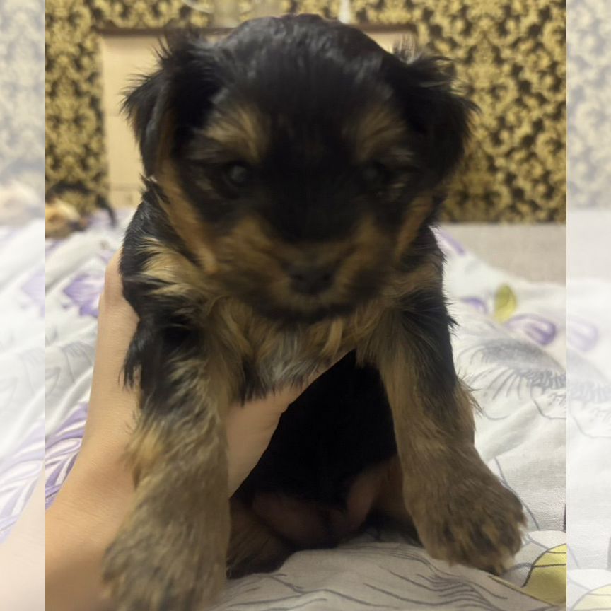 Йоркширский терьер, щенок