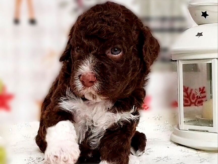 Лаготто-романьоло щенок мальчик