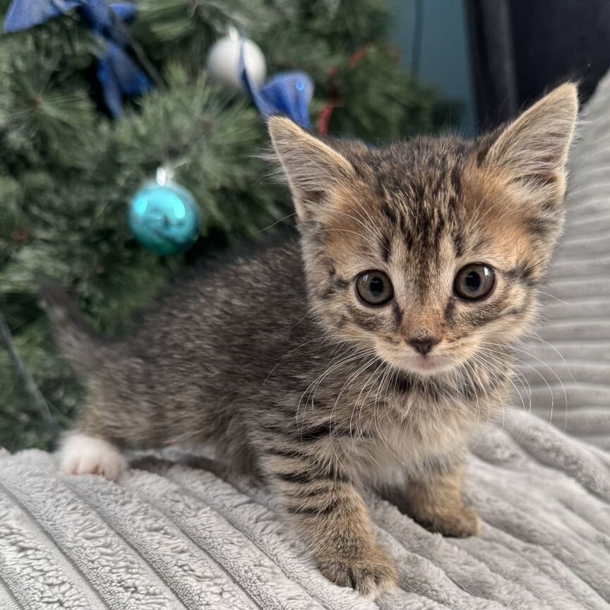 Шотландский прямоухий короткошёрстный котёнок