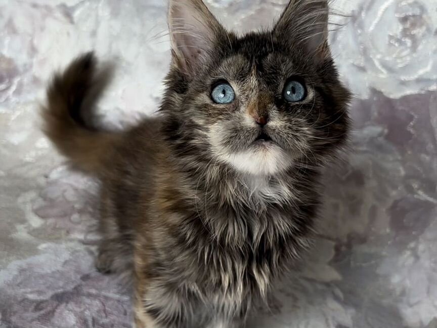 Девочка мейн-кун Лагуна