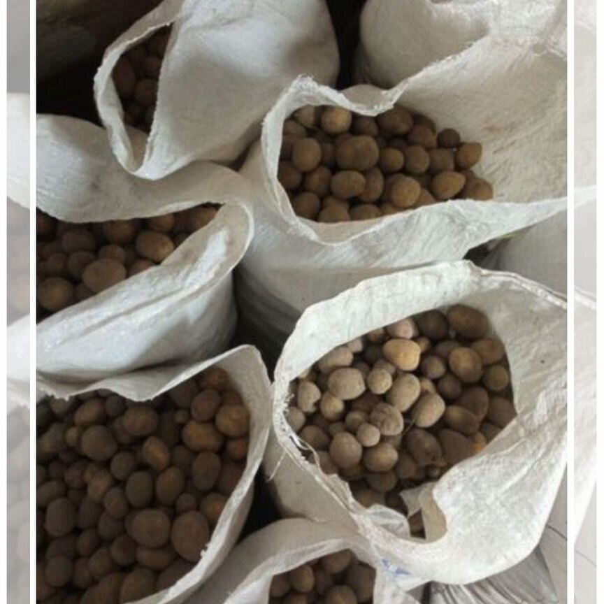 Картофель мелкий на корм скоту