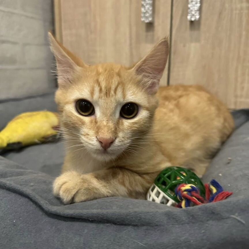 Рыжий котенок в добрые руки