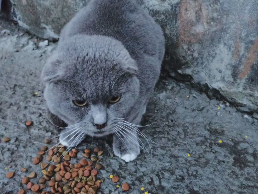Британец плюшевый котик замерзает на морозе