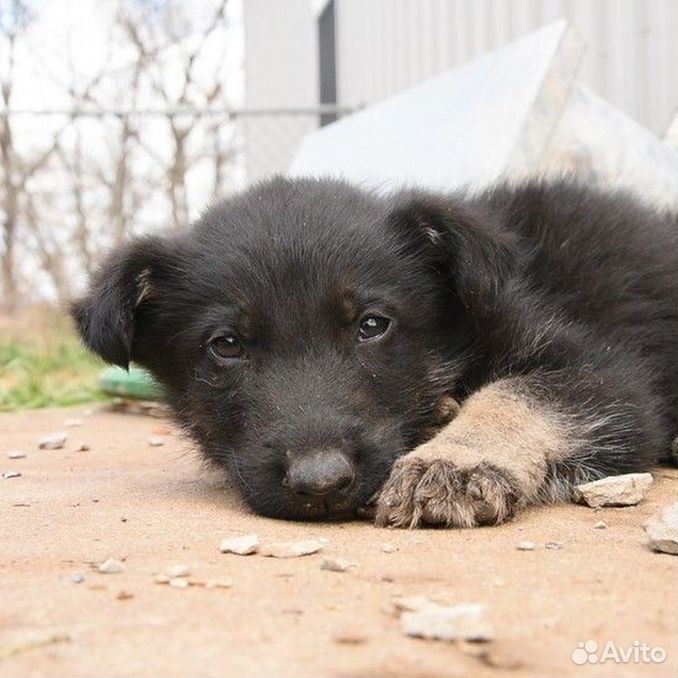 Щенки обречены на отлов