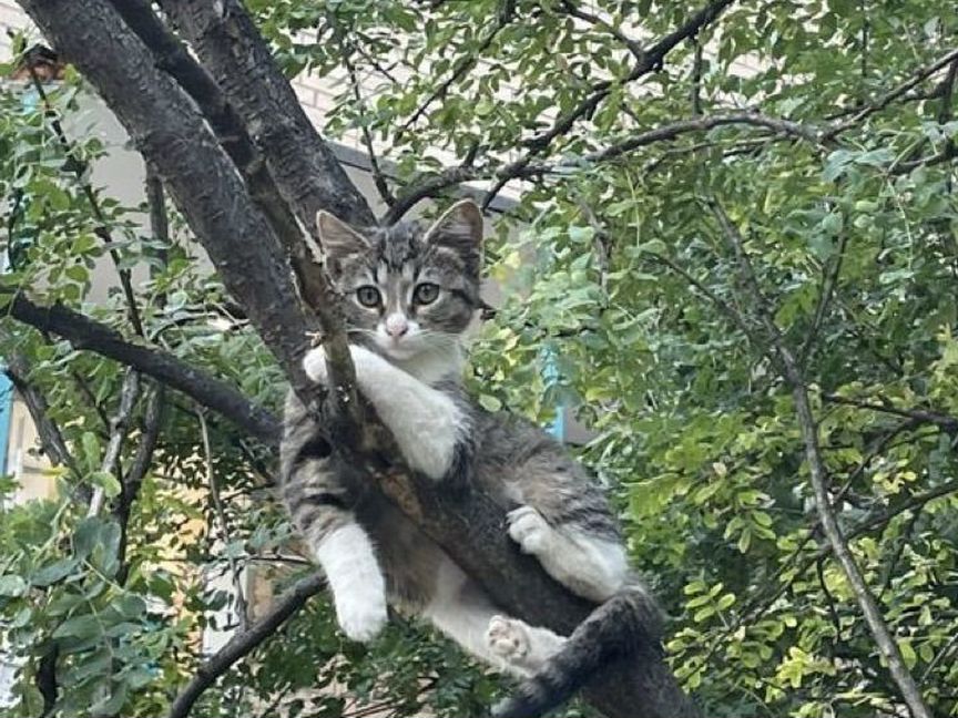 Котенок в добрые руки