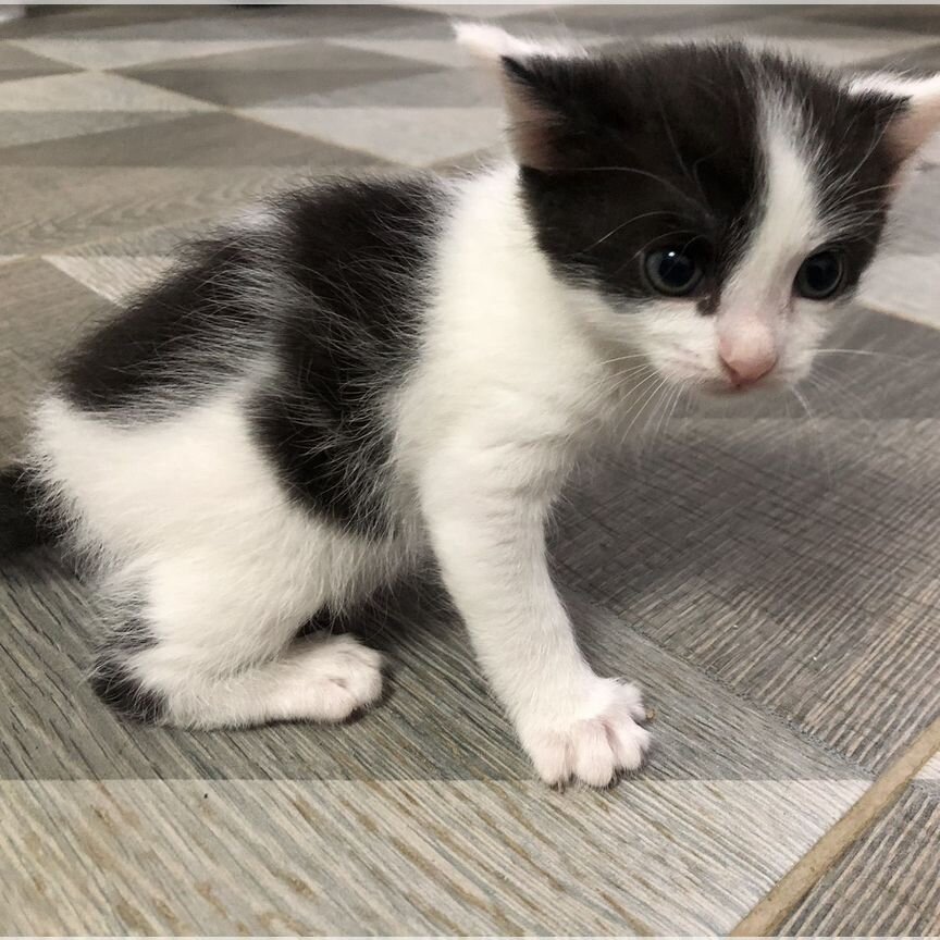 Отдам в хорошие руки котенка
