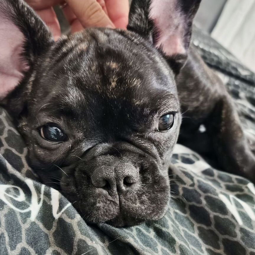 Французский бульдог, щенок