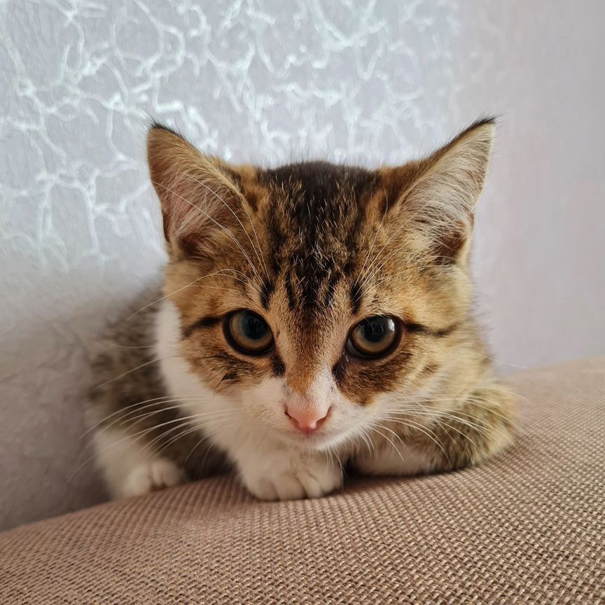 Котенок