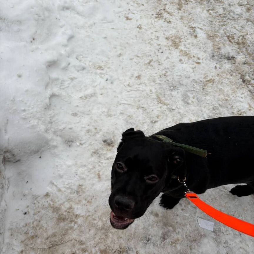 Кане корсо в добрые руки