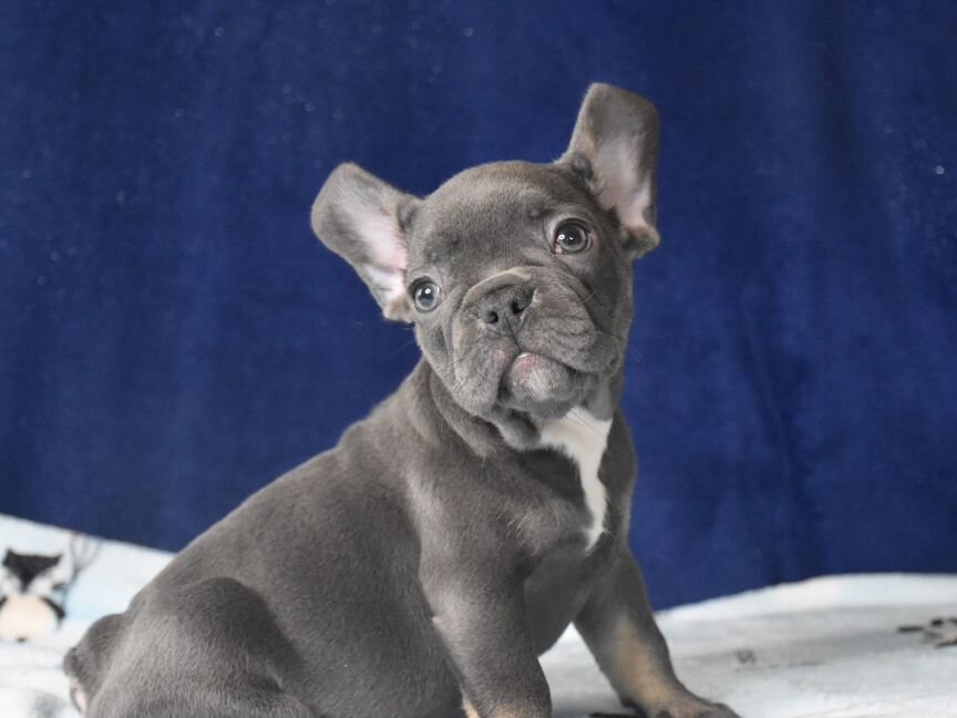 Чудо Девочка