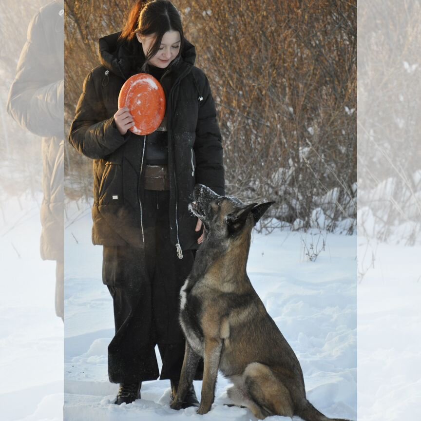 Бельгийская овчарка, взрослый пёс