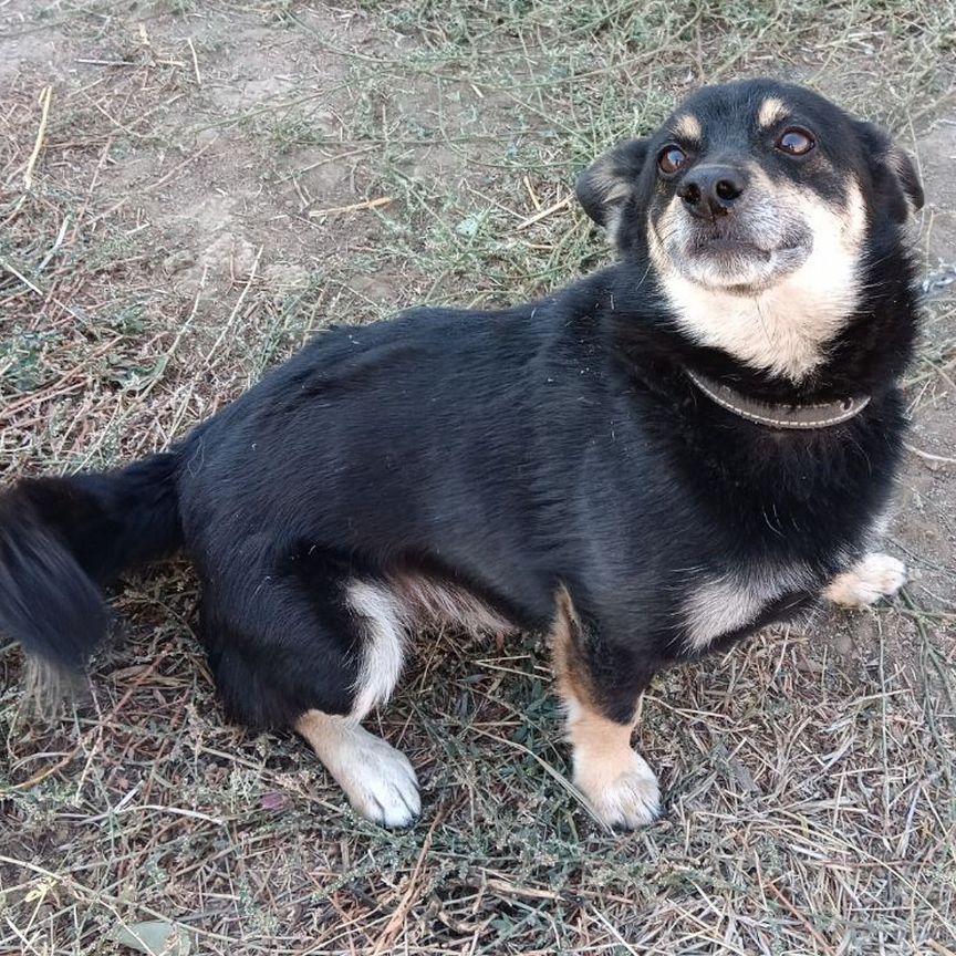 Маленький пёс надо спасать