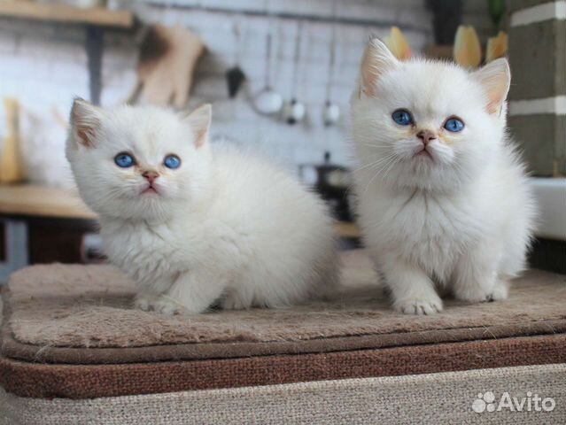 Британские котята