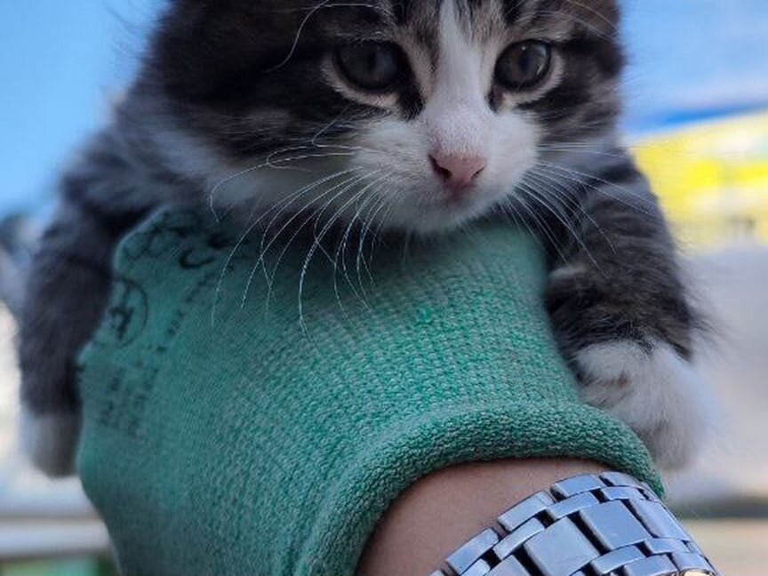 Отдам в добрые руки котят-девочек