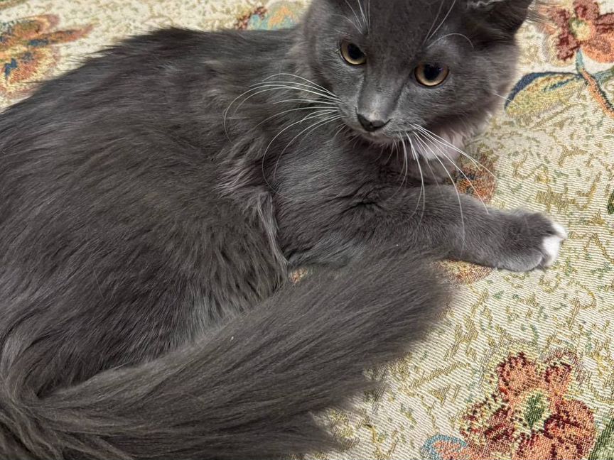 Котята европейские