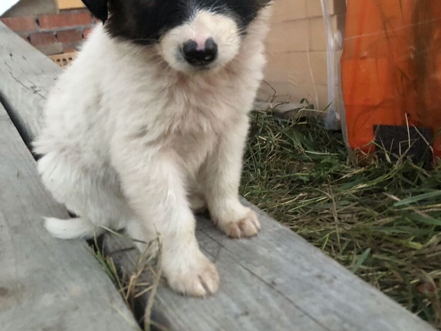 Собака в добрые руки щенок