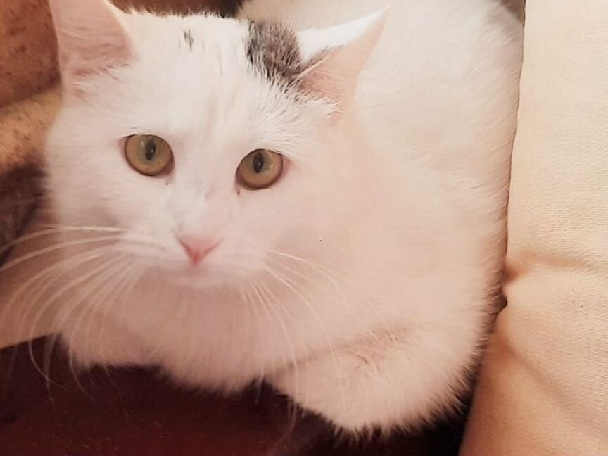 Кошечка Белка