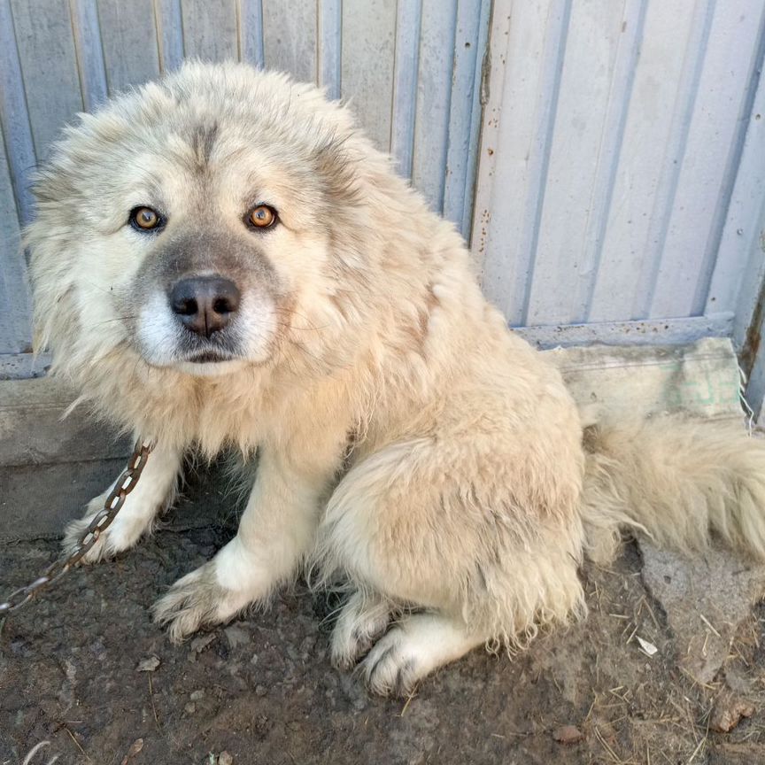 Кавказская овчарка, взрослая собака