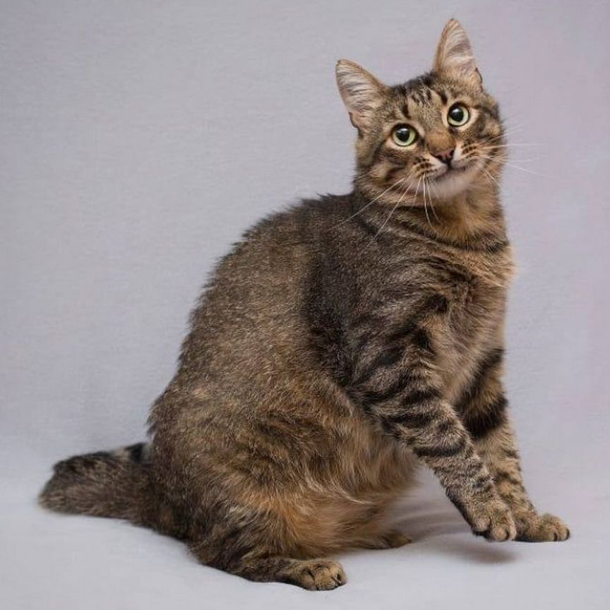 Взрослый кот в добрые руки