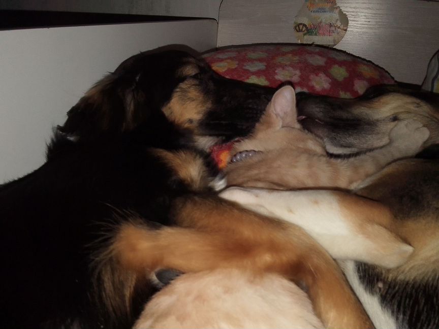 Щенок в добрые руки