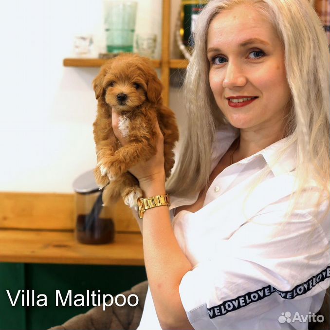 Мальтипу f1 micro Teacup