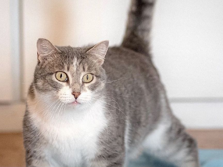 Шальная императрица